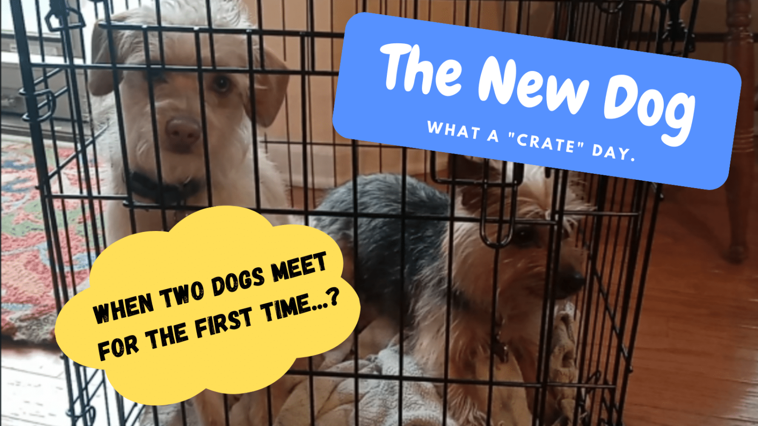 The New Dog - When Two Dogs Meet for the First Time. | ULiveUSA